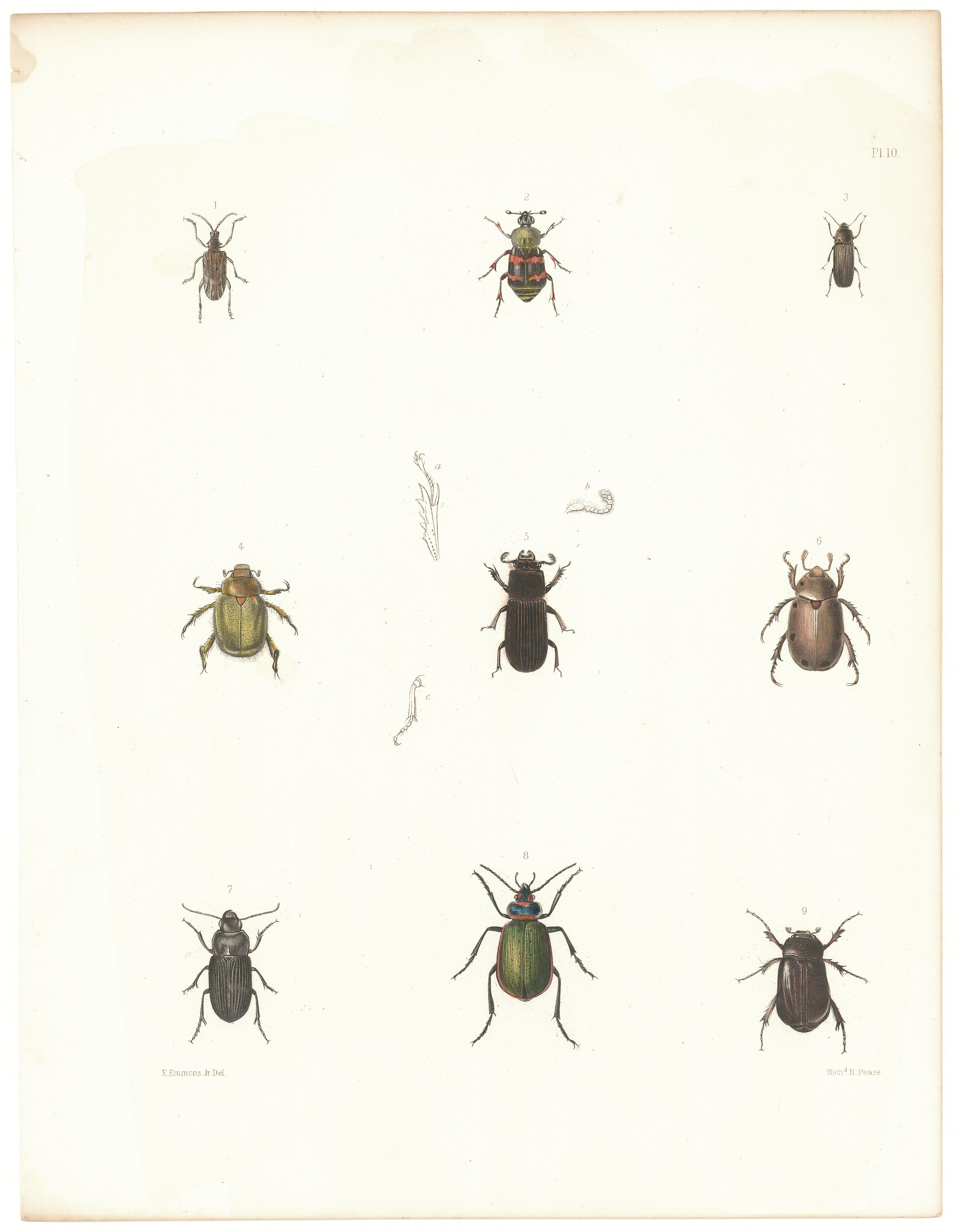 Rhagium lineatum, Necrophorus tomentosus, Tenebrio molitor, Areoda ...