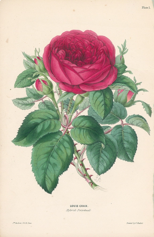 Louis Chaix. Hybrid Perpetual. | The Old Print Shop