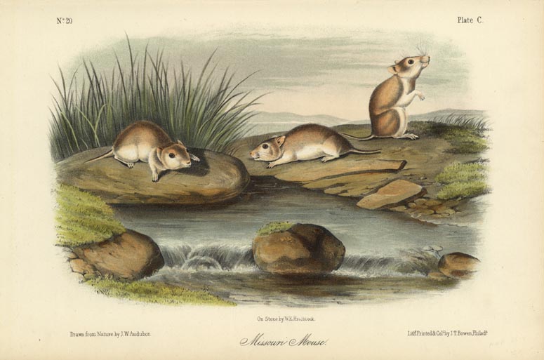 Missouri Mouse. Pl. 100. | The Old Print Shop