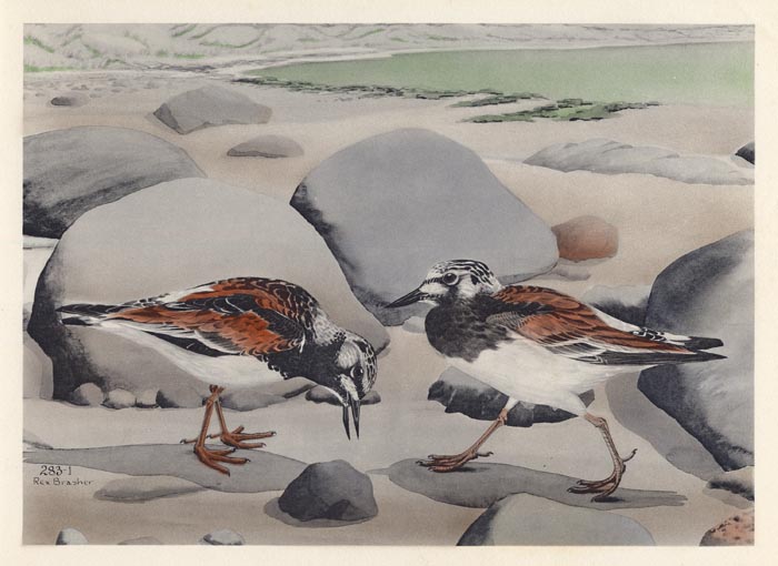 Ruddy Turnstone. | The Old Print Shop