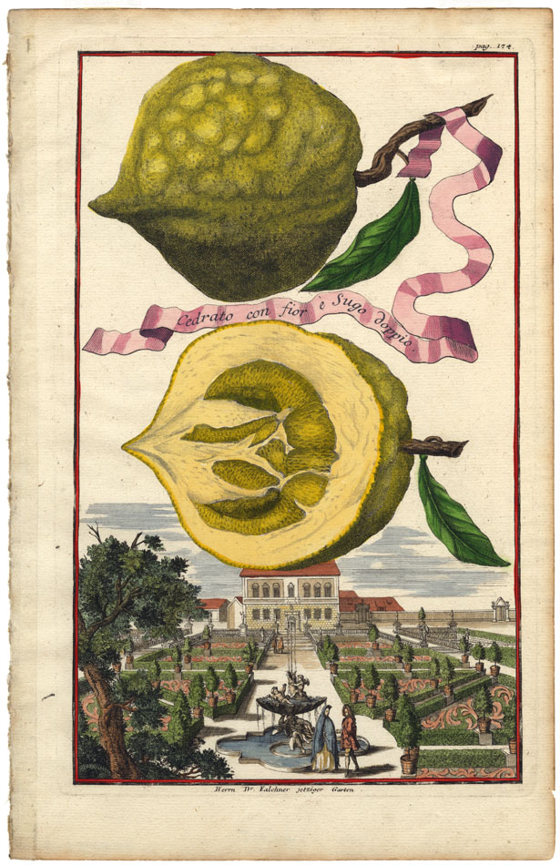 Cedrato con fior e Sugo doppio. Page 174. | The Old Print Shop