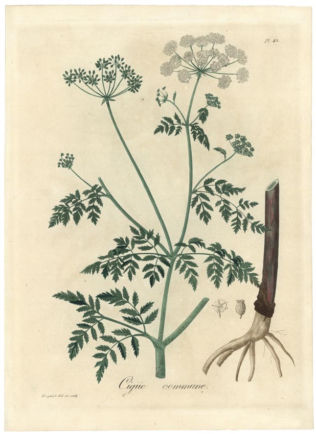 Cigue commune. (Poison Hemlock). | The Old Print Shop
